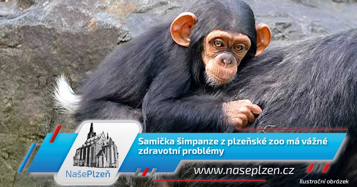 Samička šimpanze z plzeňské zoo má vážné zdravotní problémy, podstupuje ...